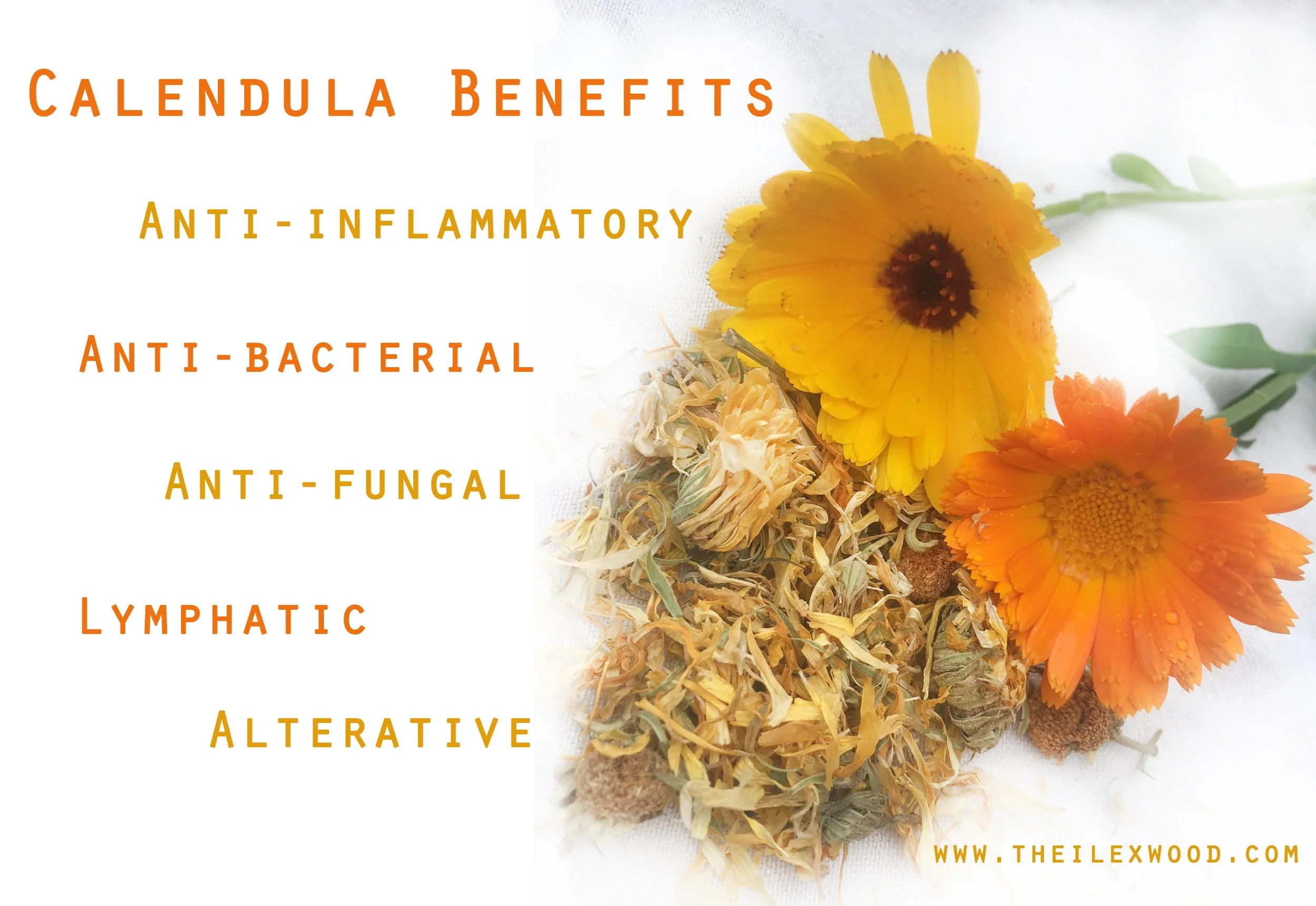 Herb Profile_ Calendula | The Ilex Wood